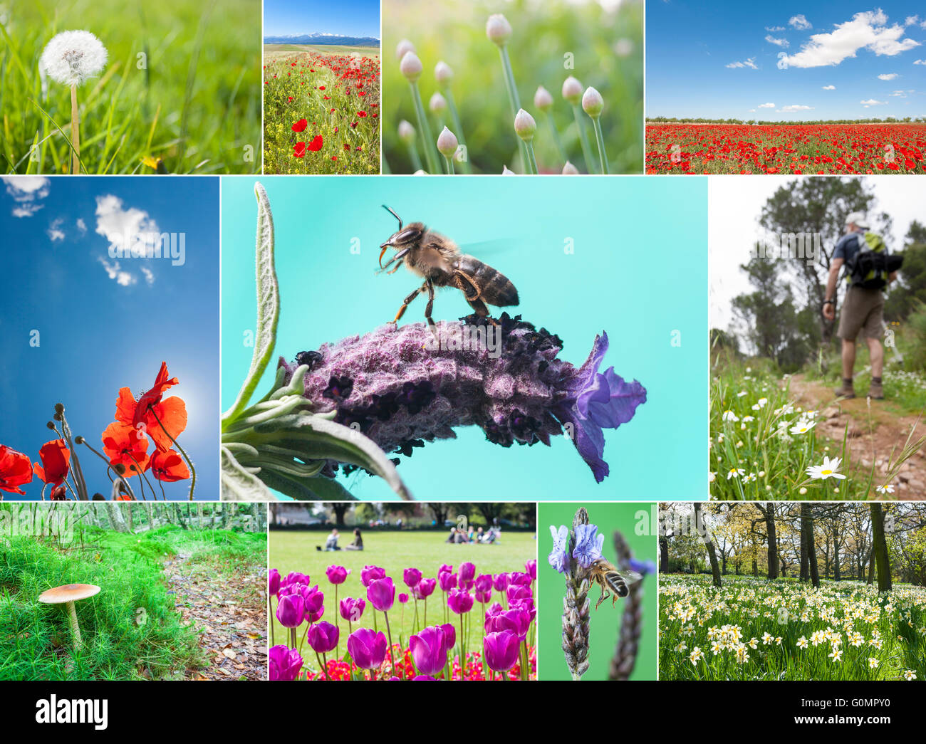 Spring collage with different flower and typical springtime pictures ...