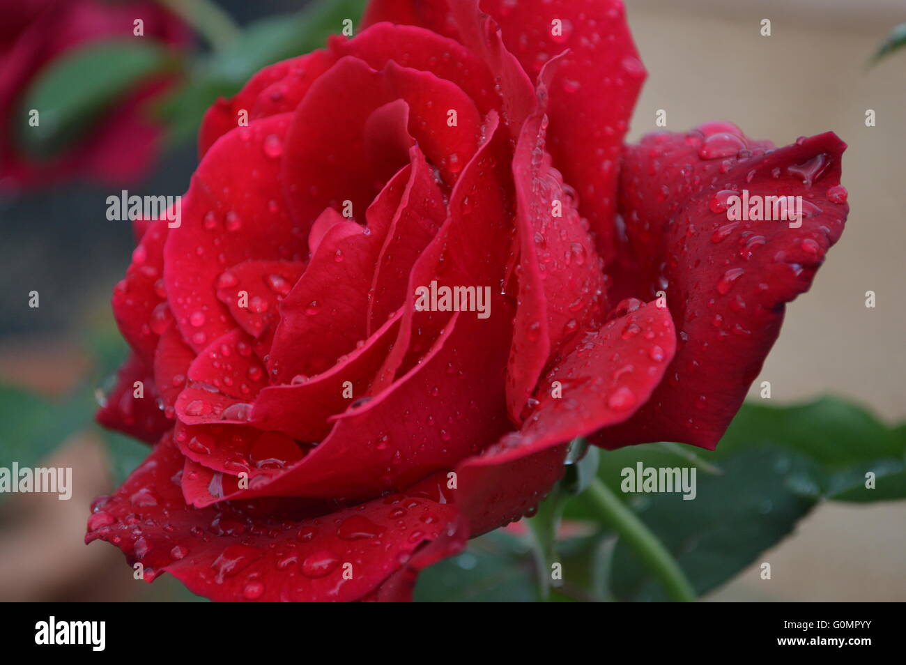 red rose in the rain Stock Photo - Alamy