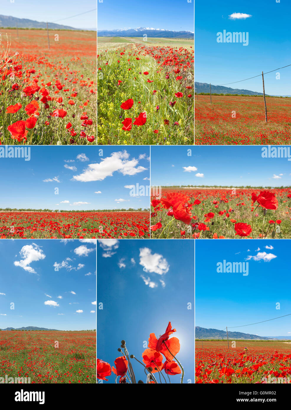 Wildflower collage hi-res stock photography and images - Alamy