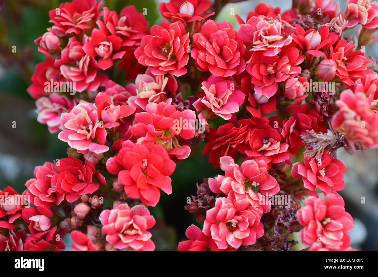 Gradient flowers hi-res stock photography and images - Alamy