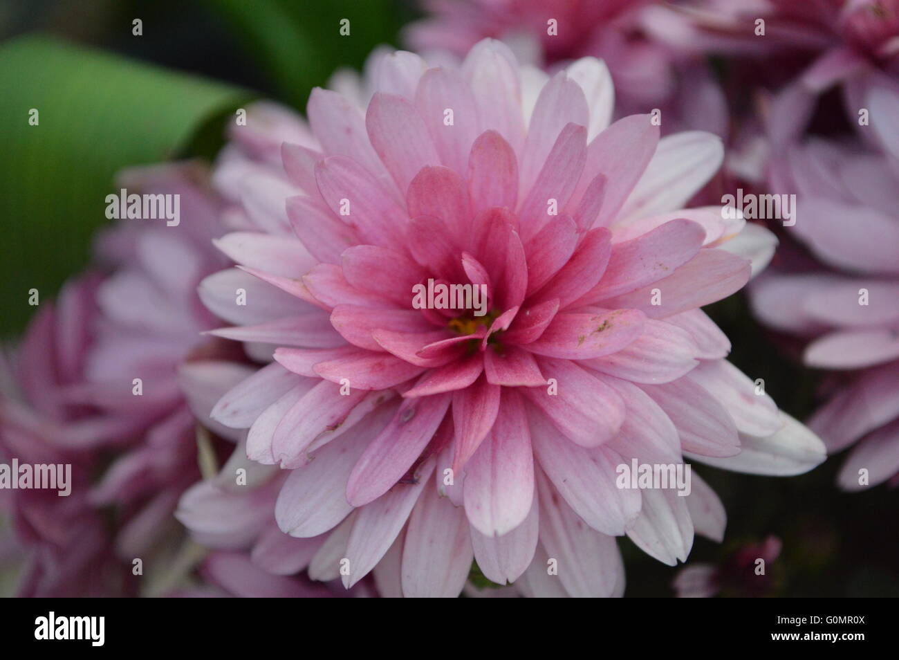 Flower gradient hi-res stock photography and images - Alamy