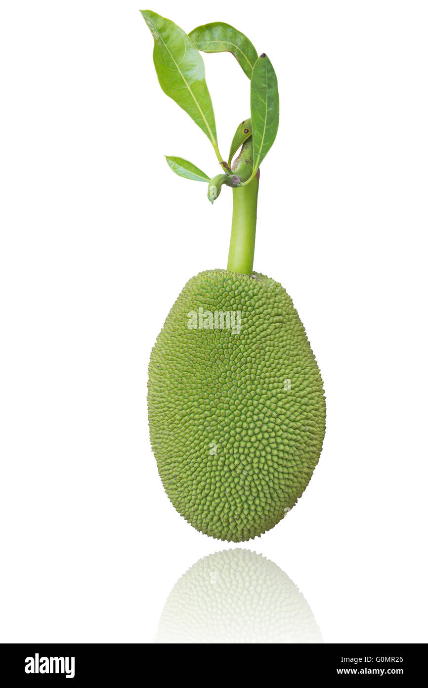 jackfruit on white background Stock Photo - Alamy