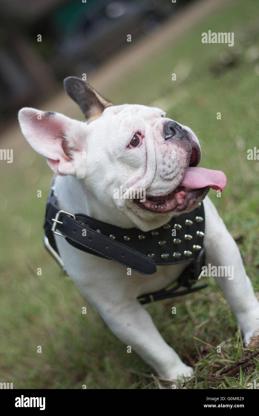 Ngoen ma Bull Dog Smile on grass Stock Photo - Alamy