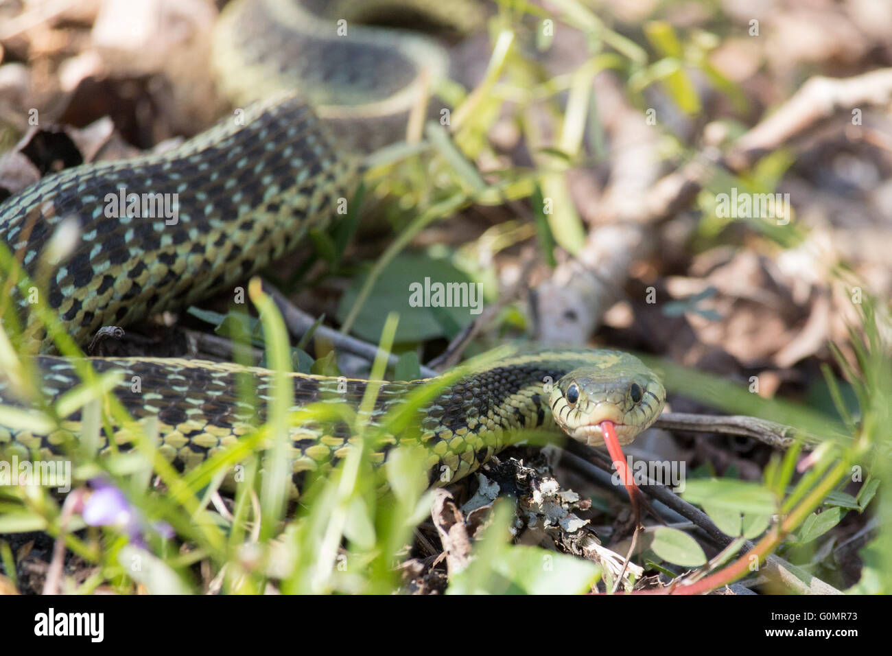Common Garter Snake High Resolution Stock Photography and Images - Alamy