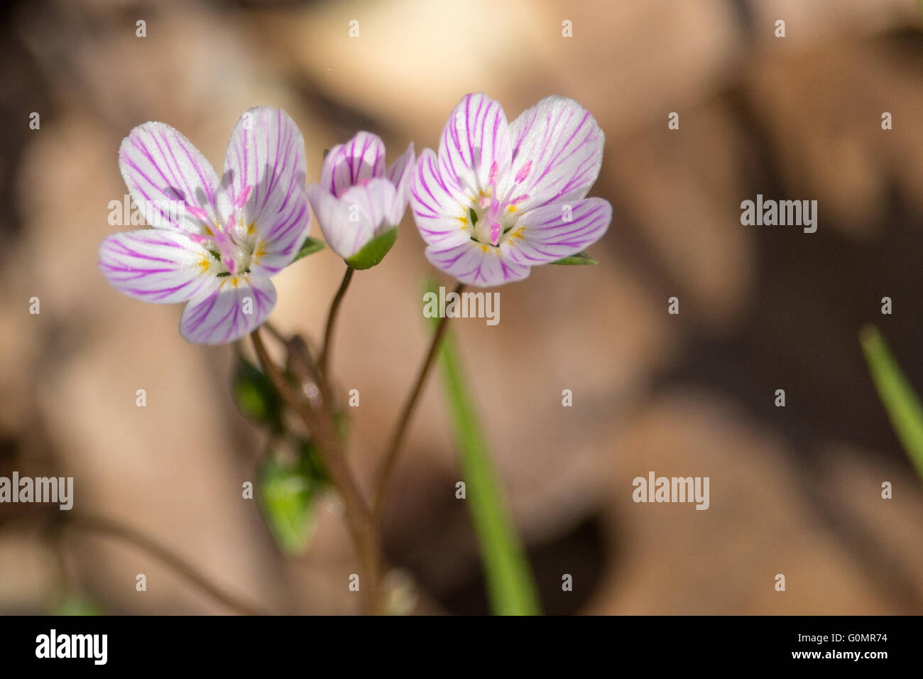 Spring beauties hi-res stock photography and images - Alamy