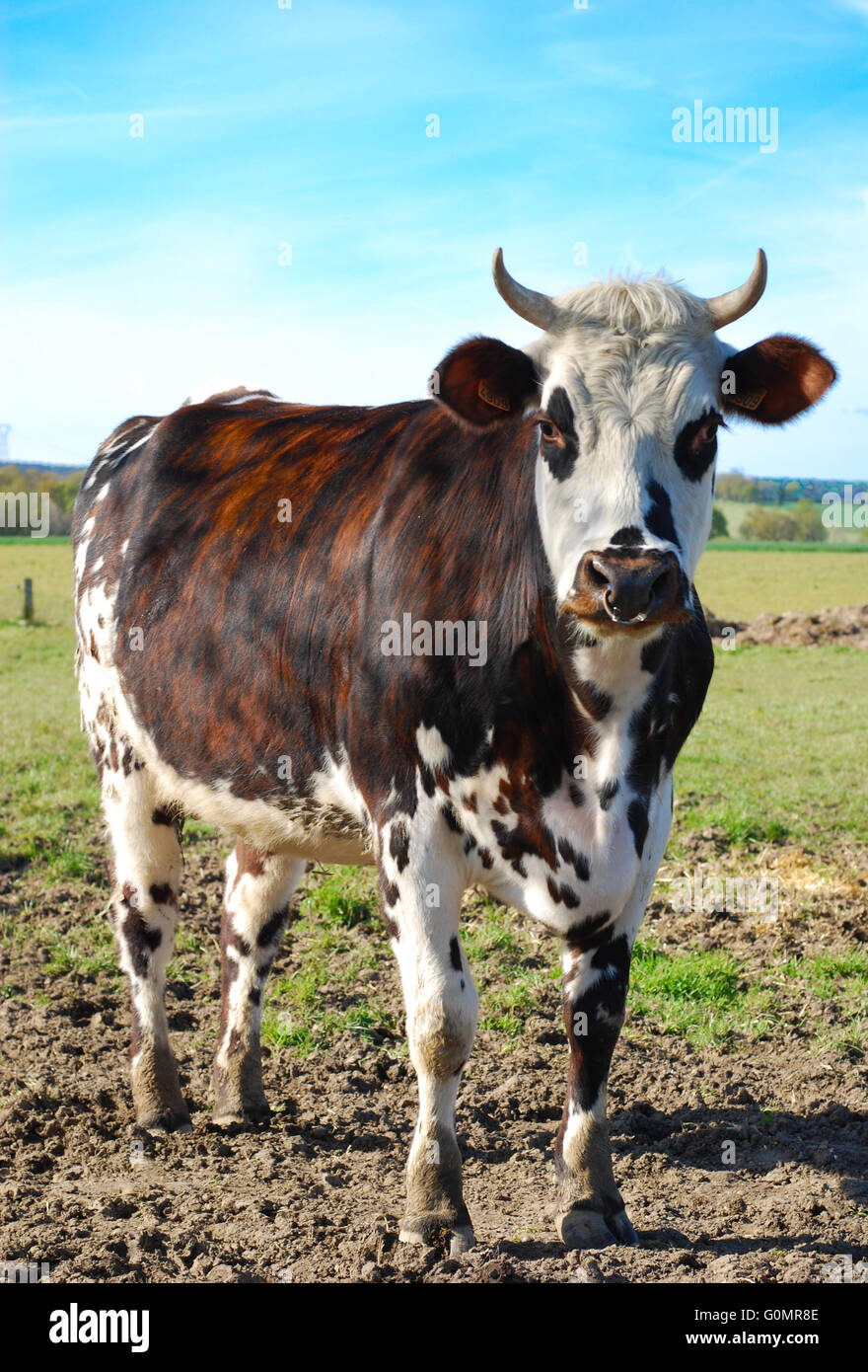 Normandy cow, France Stock Photo - Alamy