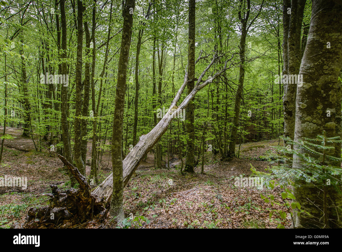 a wide angle photo inside an italian forest Stock Photo - Alamy