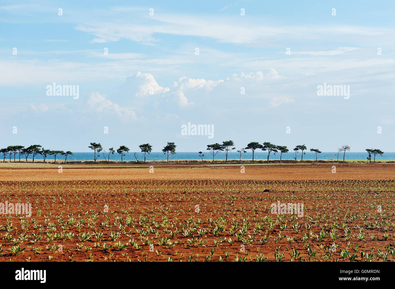 landscape with cultivated field under blue sky in Apulia, southern ...