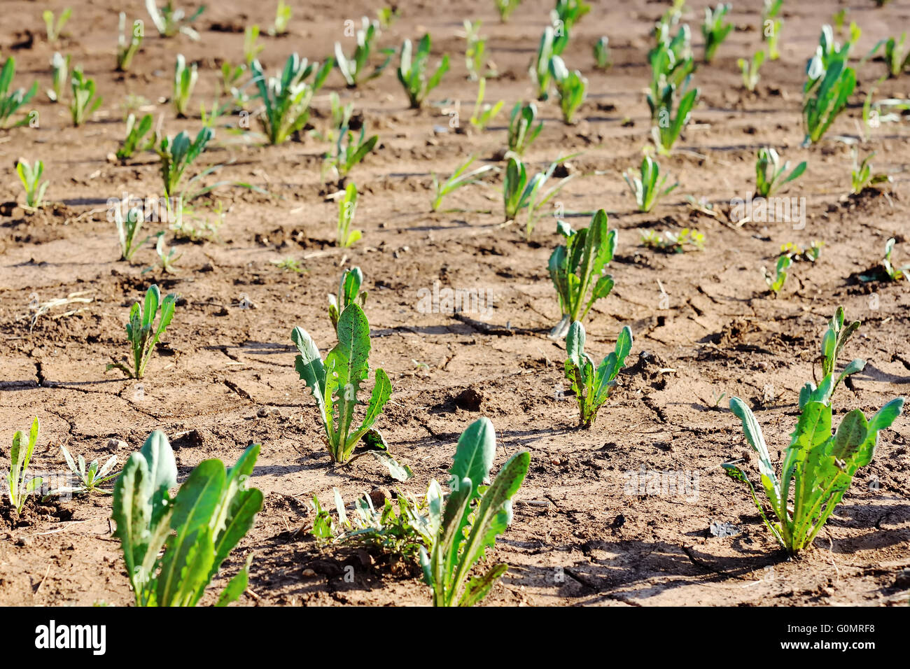 cultivated field - rural plantation countryside scene Stock Photo - Alamy