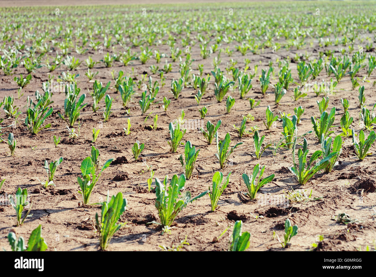cultivated field - rural plantation countryside scene Stock Photo - Alamy