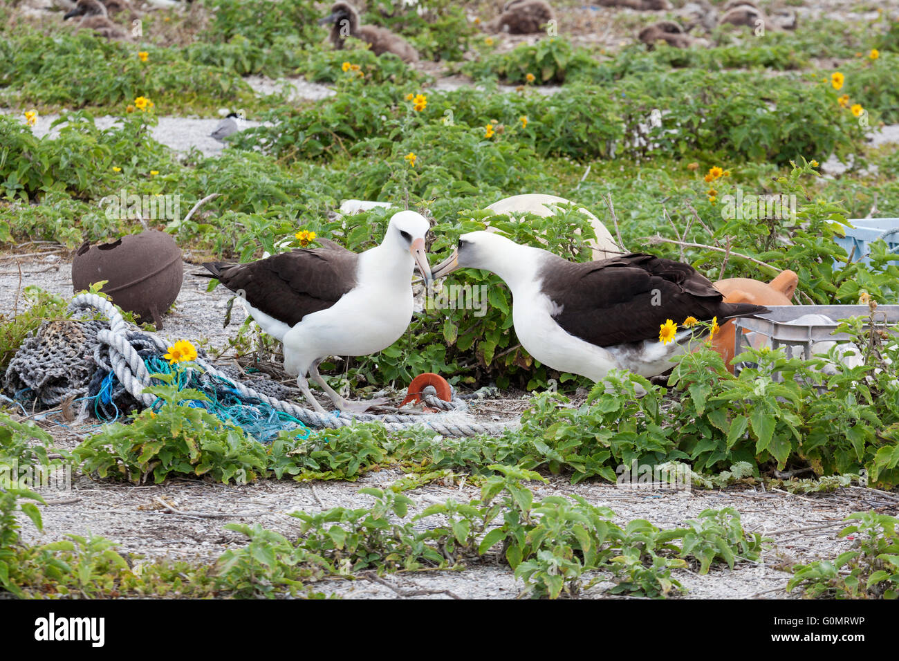 Great pacific garbage patch birds hi-res stock photography and images ...
