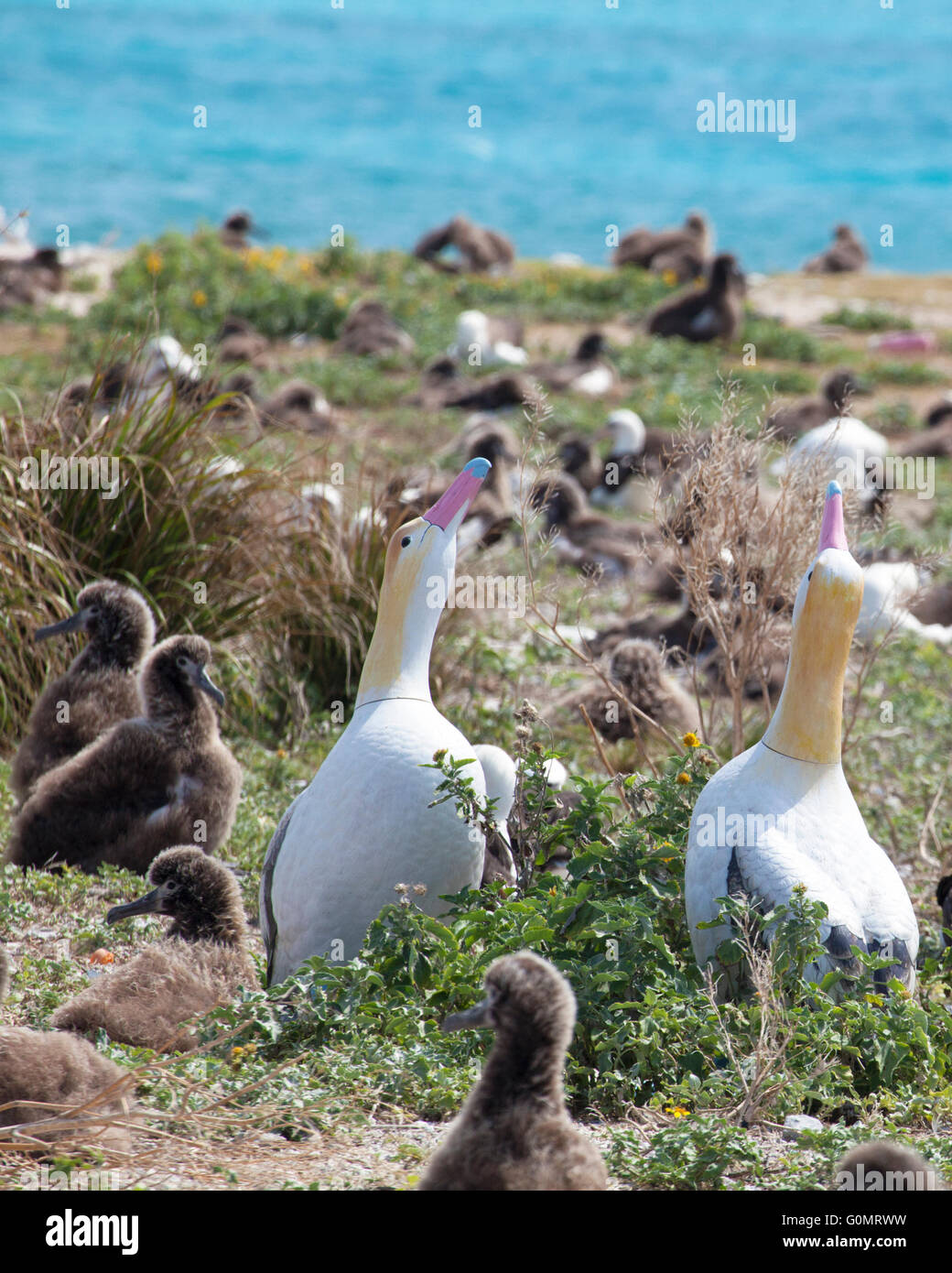 Pair of dancing Short-tailed Albatross wood decoys placed in a Laysan ...