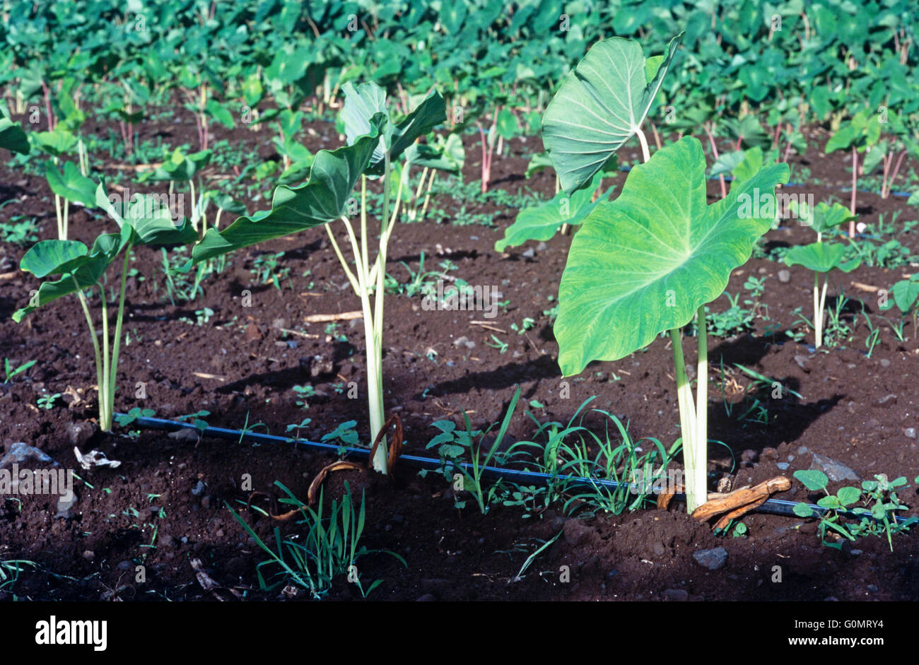Taro (Colocasia esculenta) crop with irrigation tubing growing in rural ...