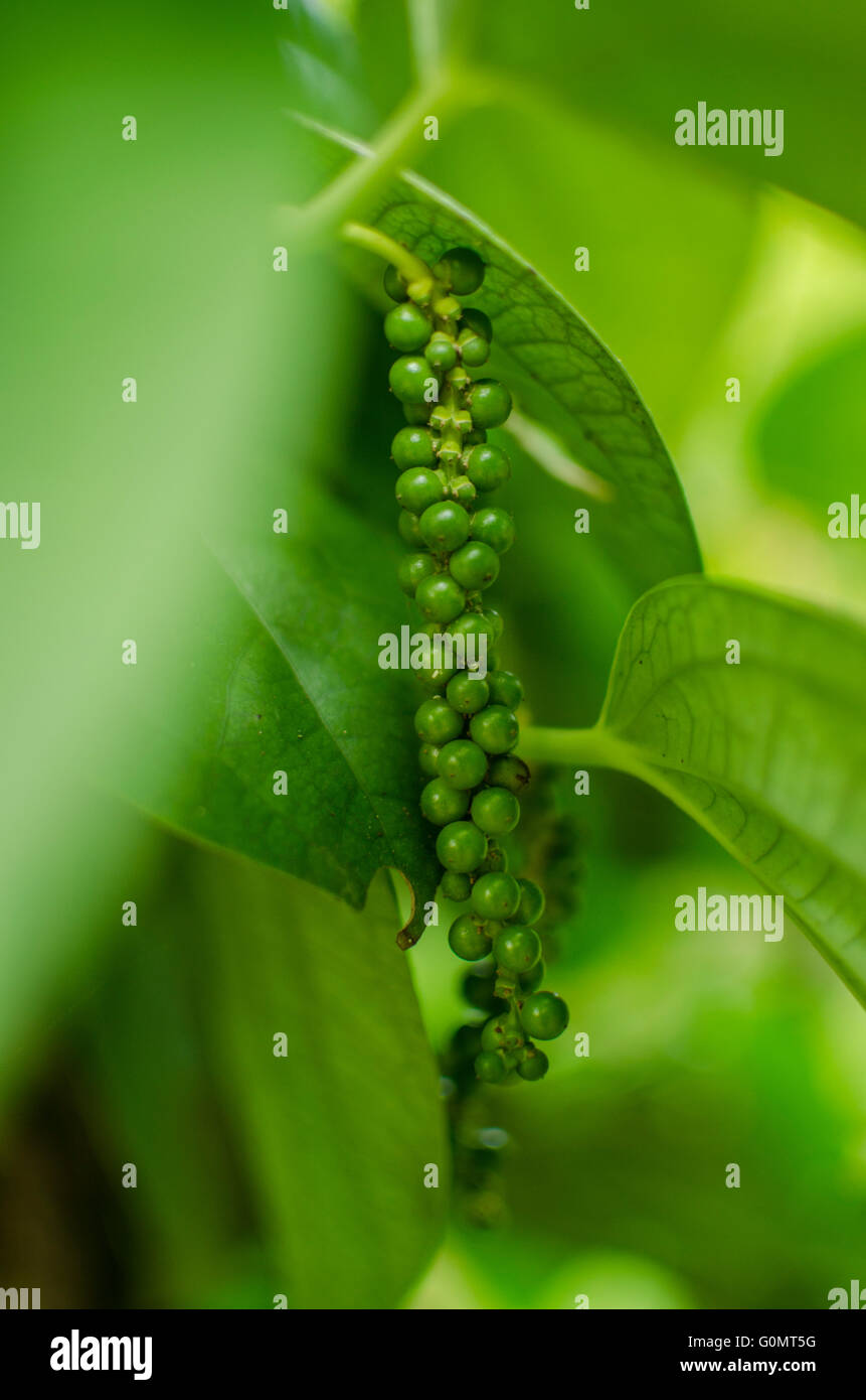 Black pepper looks green before it is harvested in the sub tropics ...