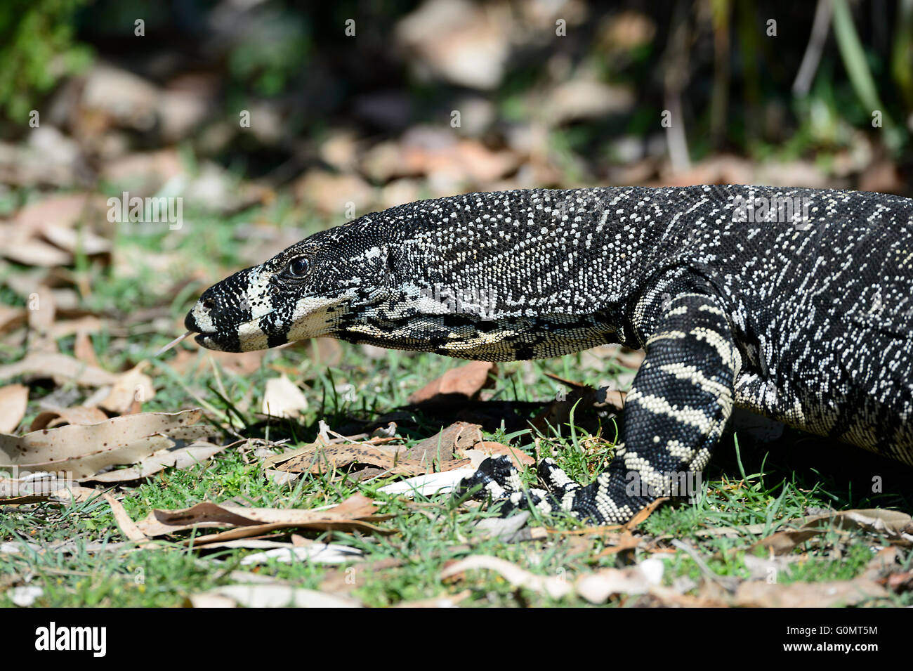 Australian goanna hi-res stock photography and images - Alamy