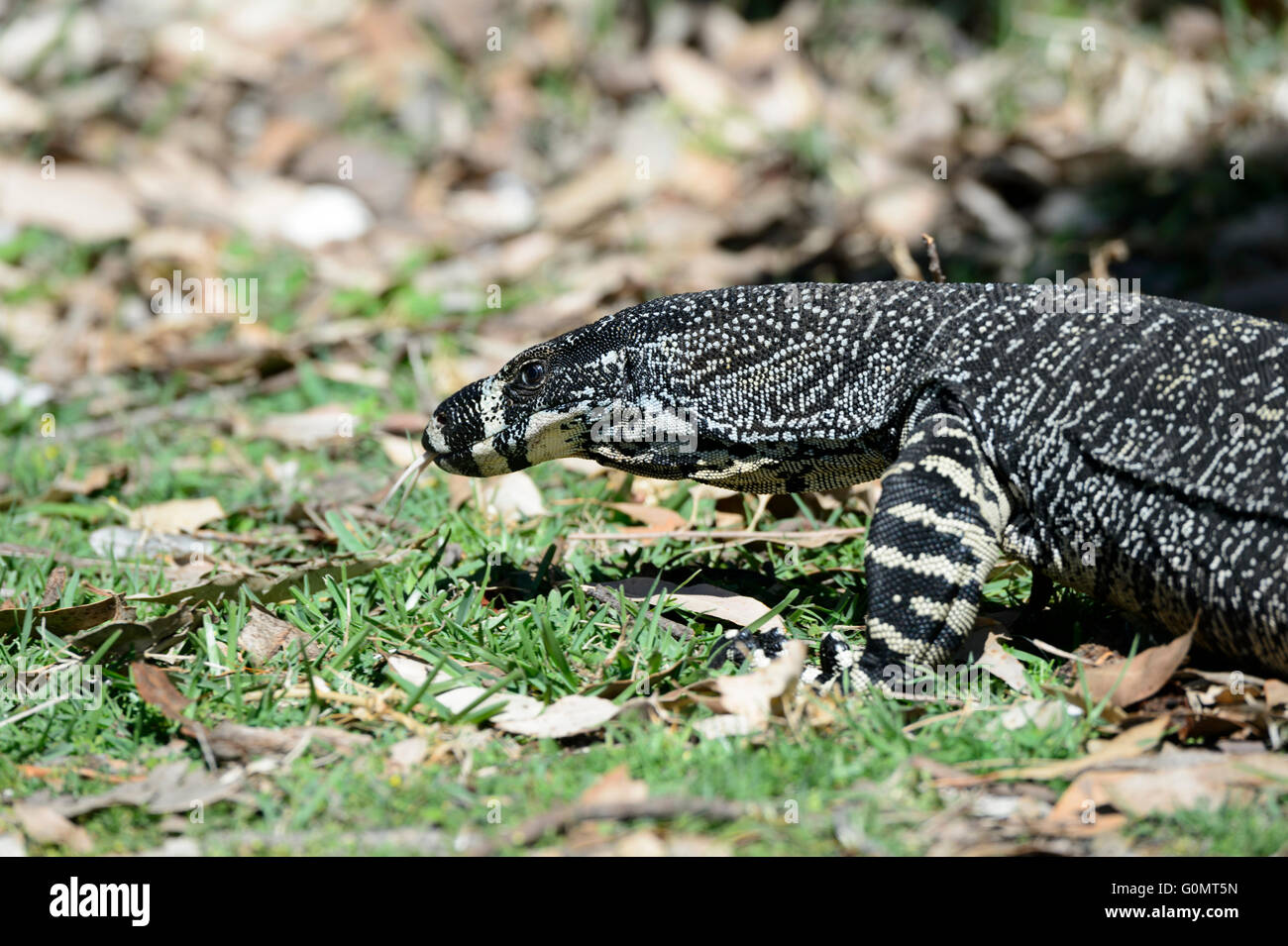 Lace monitor hi-res stock photography and images - Alamy