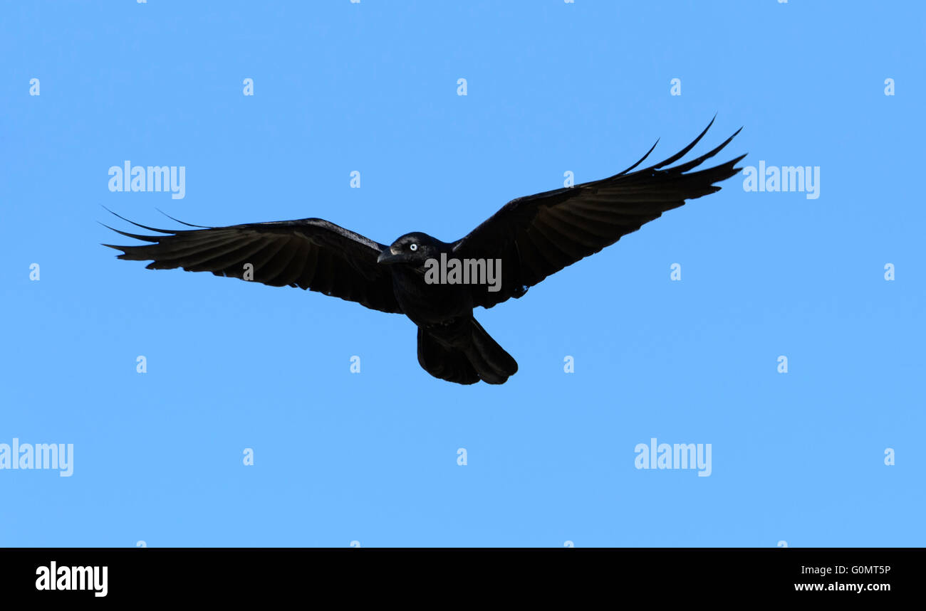 Little crow hi-res stock photography and images - Alamy