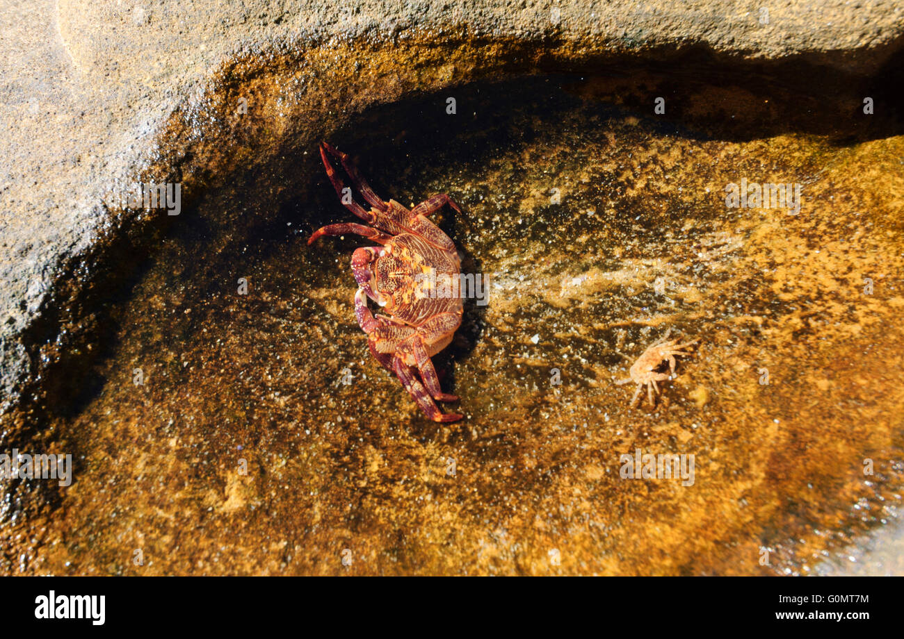 Rock pool wildlife hi-res stock photography and images - Alamy