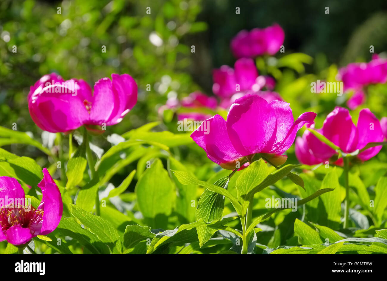 Paeonia hi-res stock photography and images - Alamy