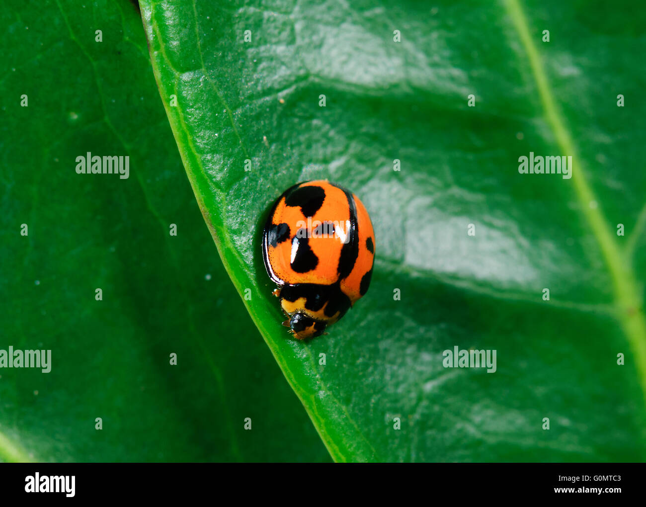 Ladybird beetle hi-res stock photography and images - Alamy