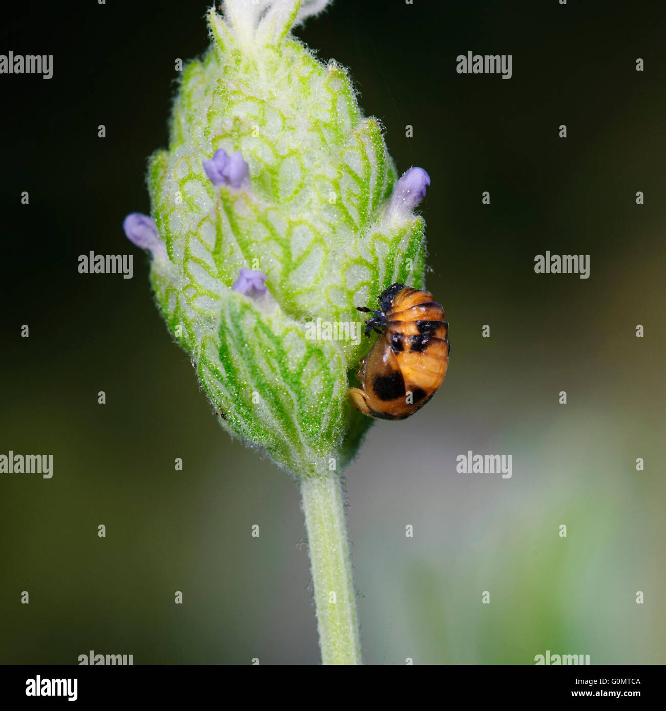 Ladybug pupa hi-res stock photography and images - Alamy
