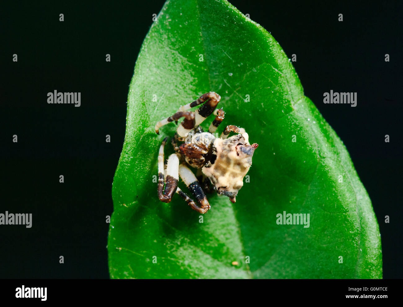 Bird-dropping Spider (Celaenia excavata Formerly Celaenia kinbergi ...