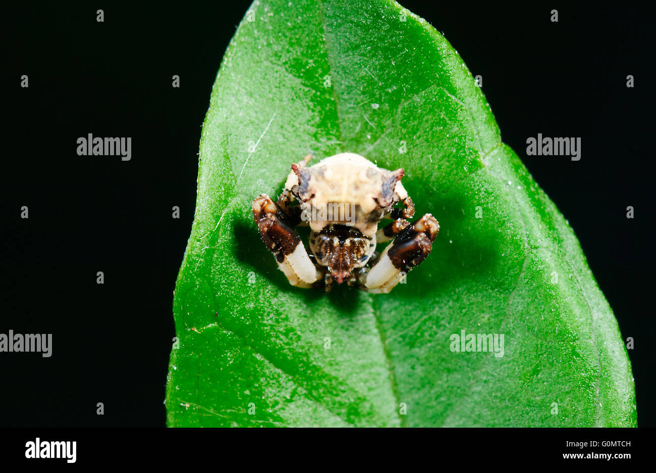 Celaenia excavata kinbergi hi-res stock photography and images - Alamy