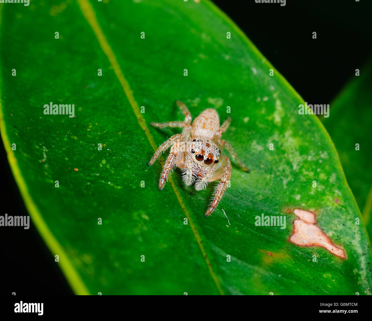 Jumping Spider (Opisthoncus sp.), New South Wales, Australia Stock ...