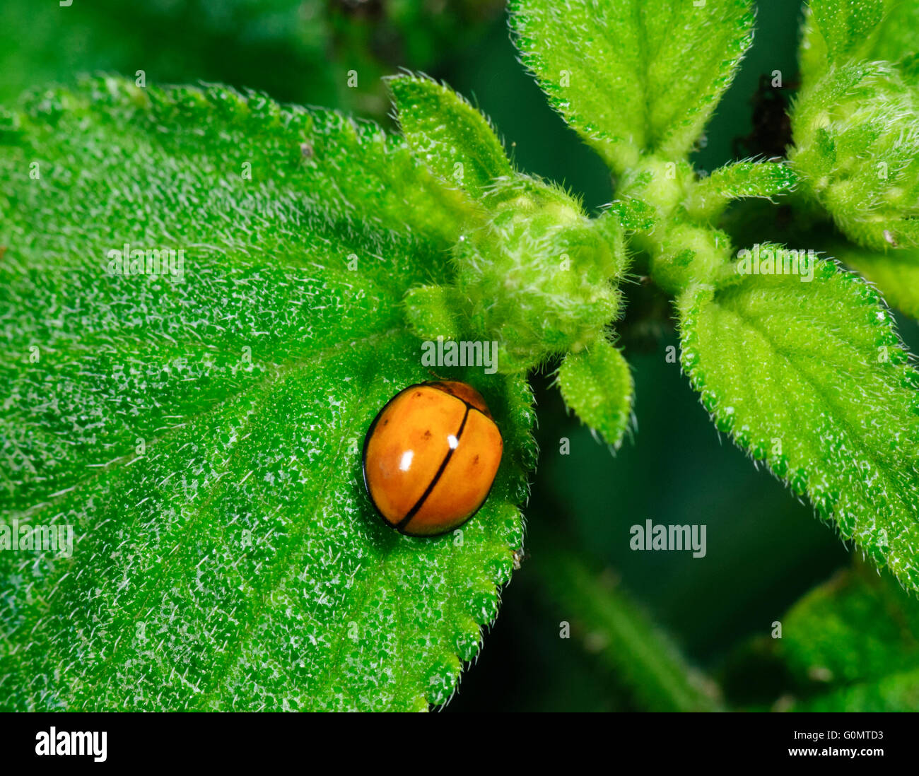 Australian ladybird hi-res stock photography and images - Alamy