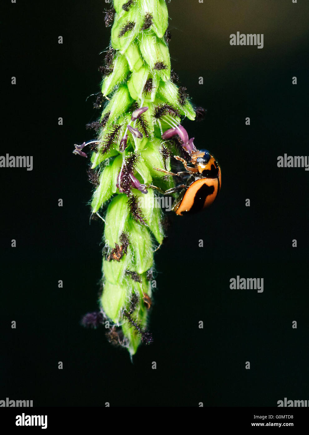 Striped Ladybird Beetle (Micraspis frenata), New South Wales, Australia ...