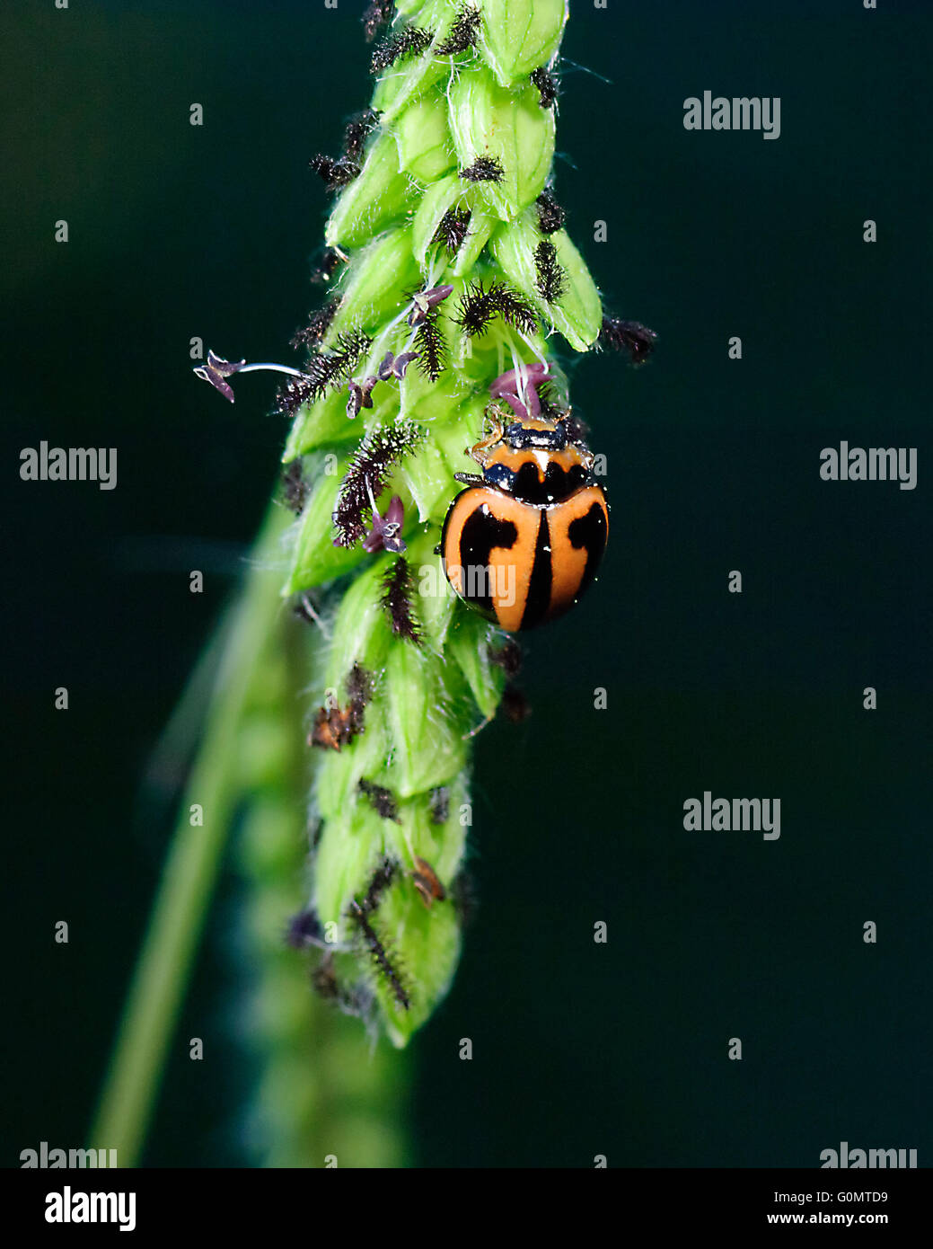 Striped Ladybird Beetle (Micraspis frenata), New South Wales, Australia ...