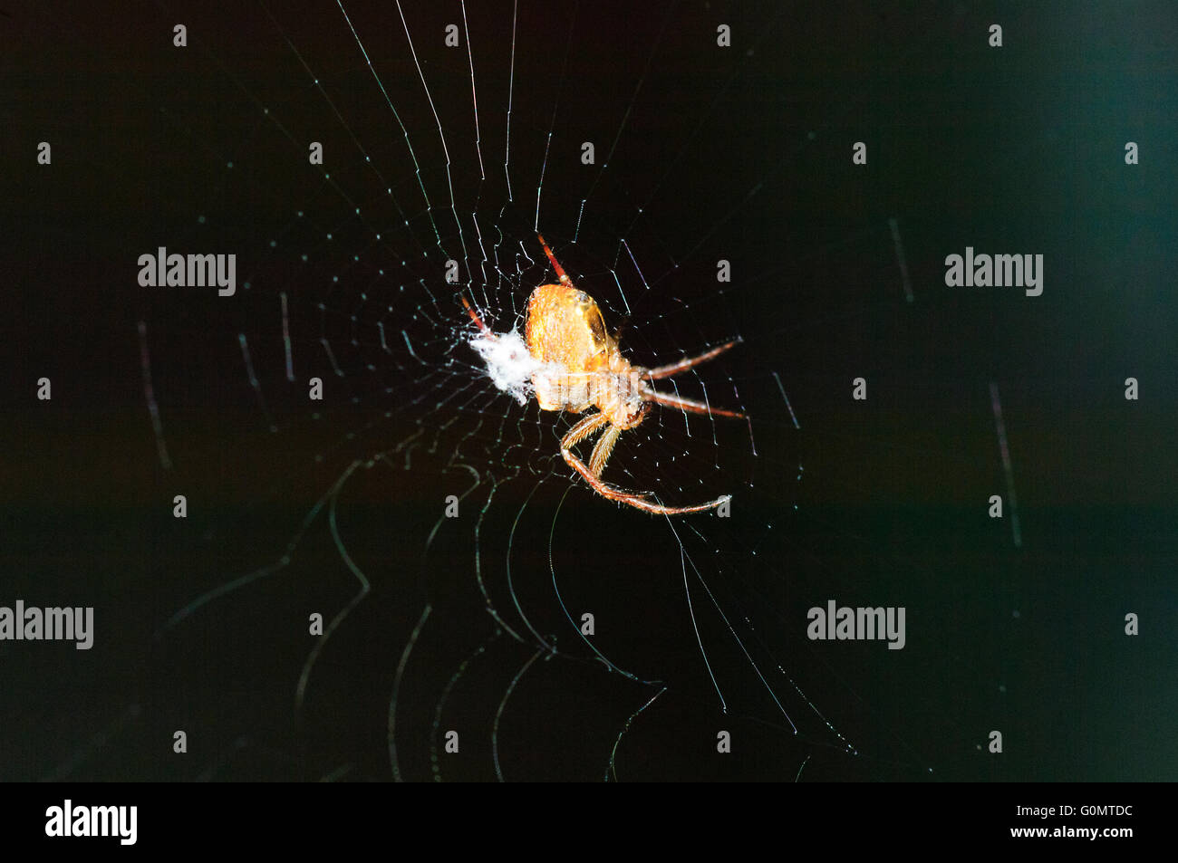 Australia spider web hi-res stock photography and images - Alamy