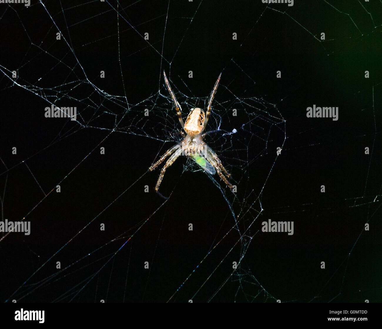 Spider feeding on prey hi-res stock photography and images - Alamy