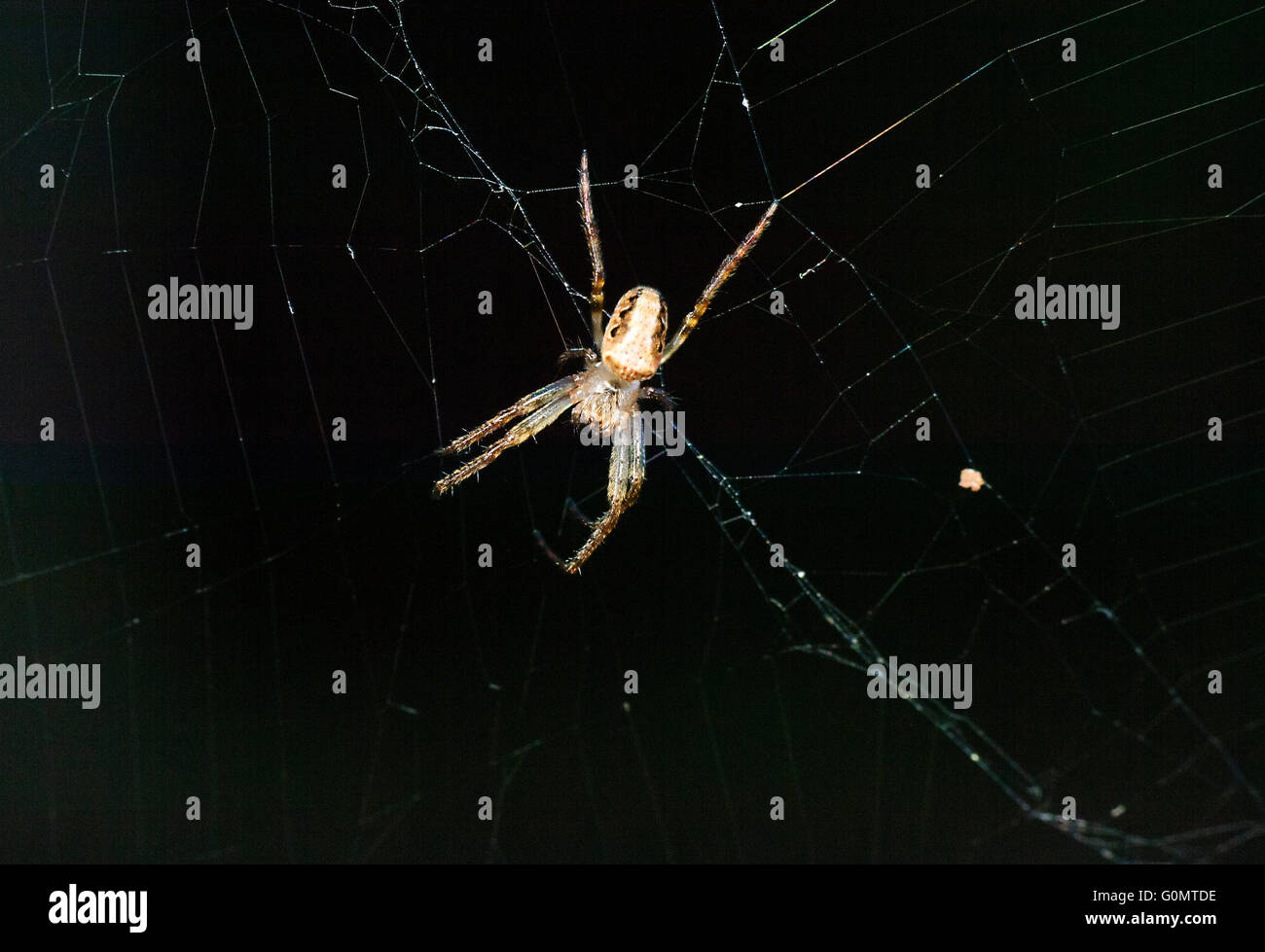 Australian spider hi-res stock photography and images - Alamy
