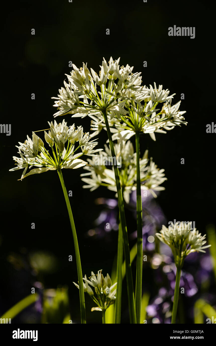 Flowers of wild garlic Allium ursinum in woods near Abbeystead ...