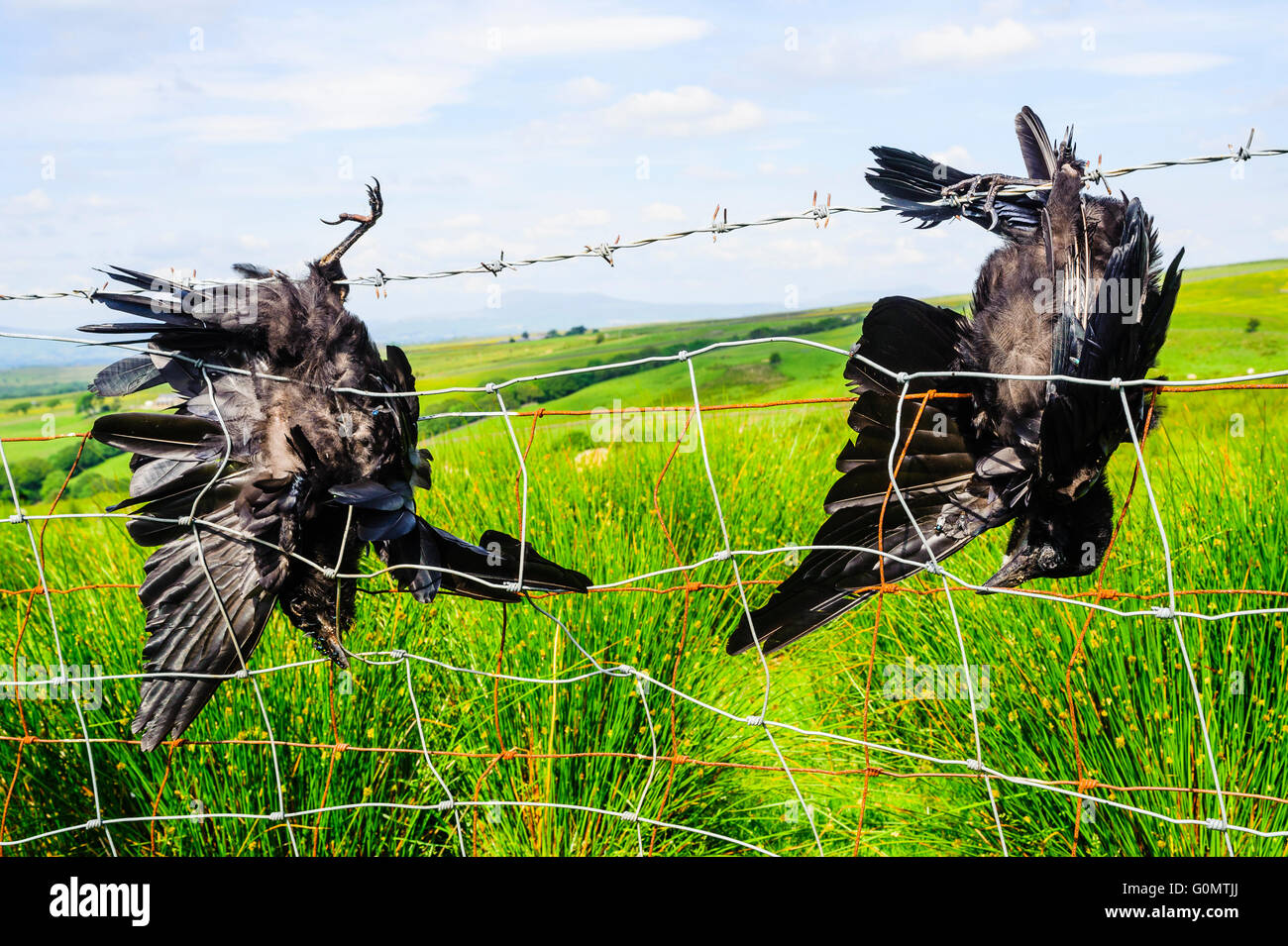 Crows hung on barbed wire in Roeburndale in Forest of Bowland Area of ...