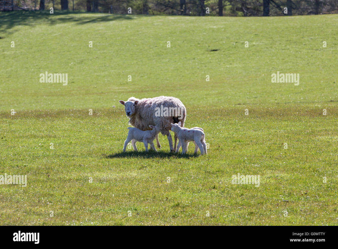 Sheep field farm farming scotland hi-res stock photography and images ...