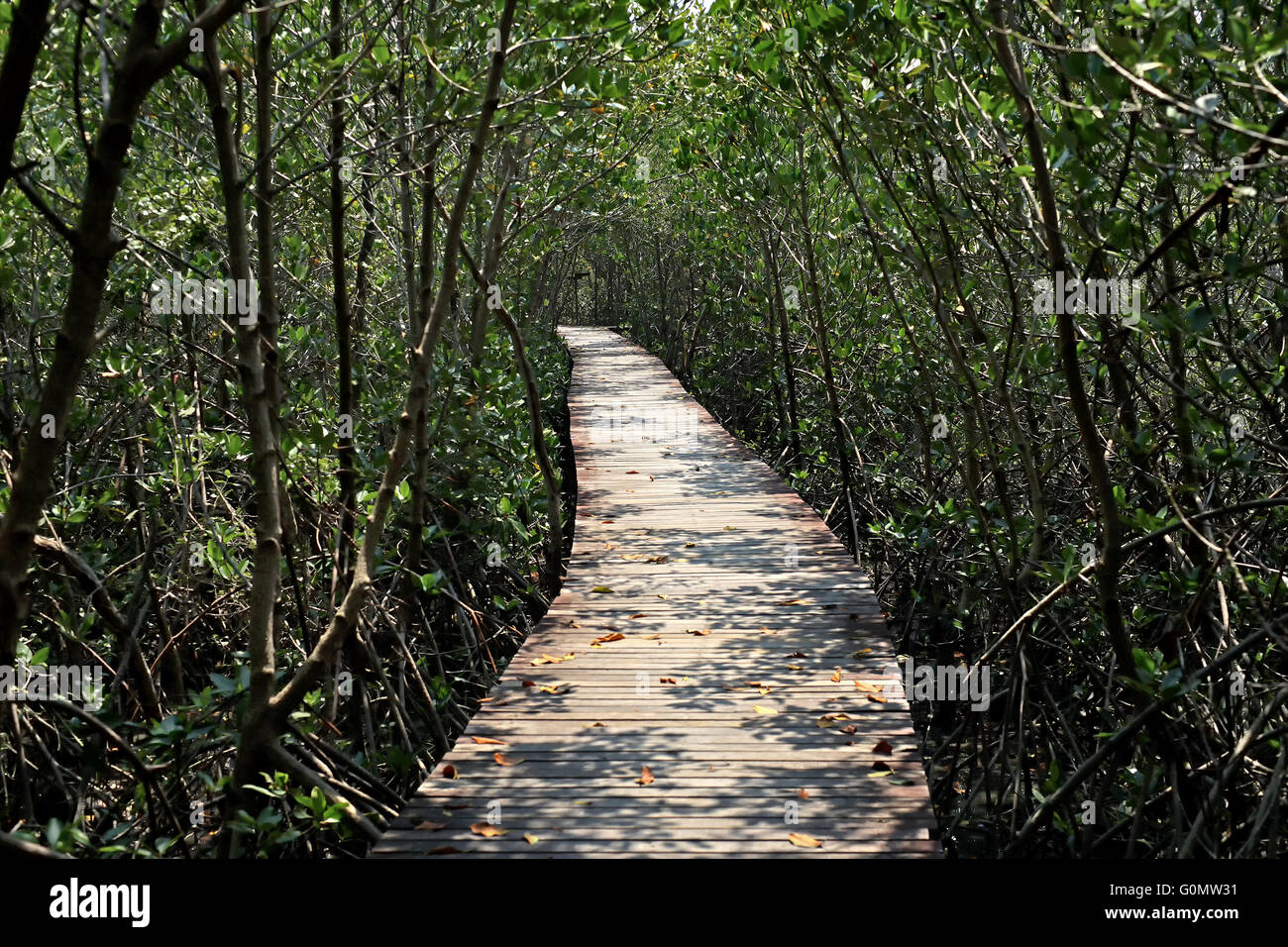 long wooden bridge walkway into mangrove forest Stock Photo - Alamy