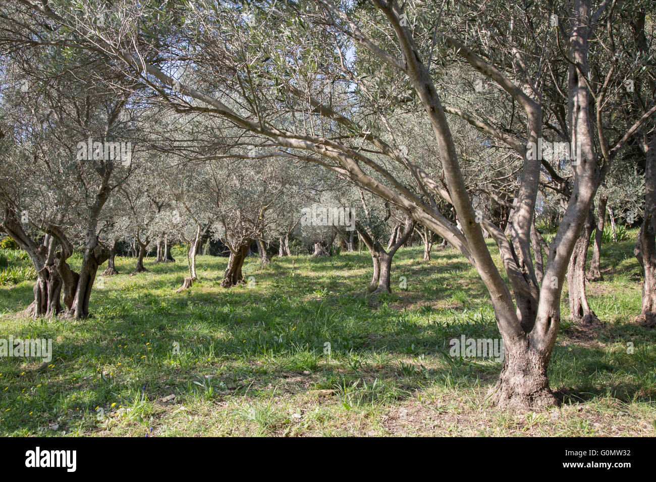Olive Tree Background in Field Stock Photo - Alamy