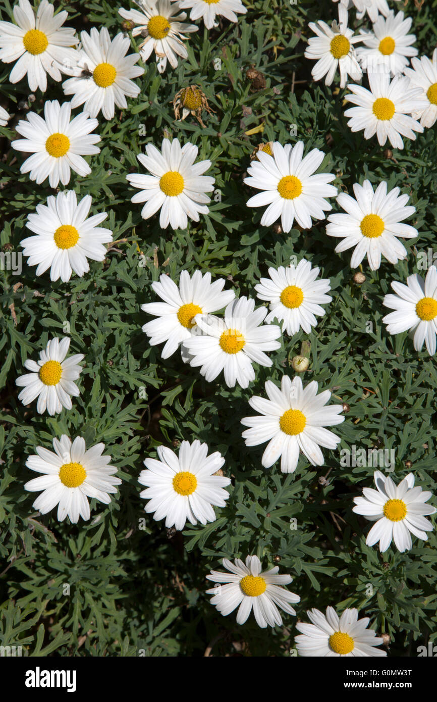 Close Up of Daisy Flower Background Stock Photo - Alamy