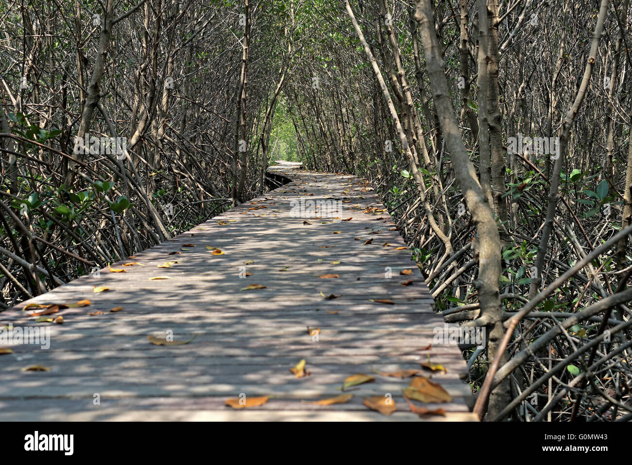 long wooden bridge walkway into mangrove forest Stock Photo - Alamy