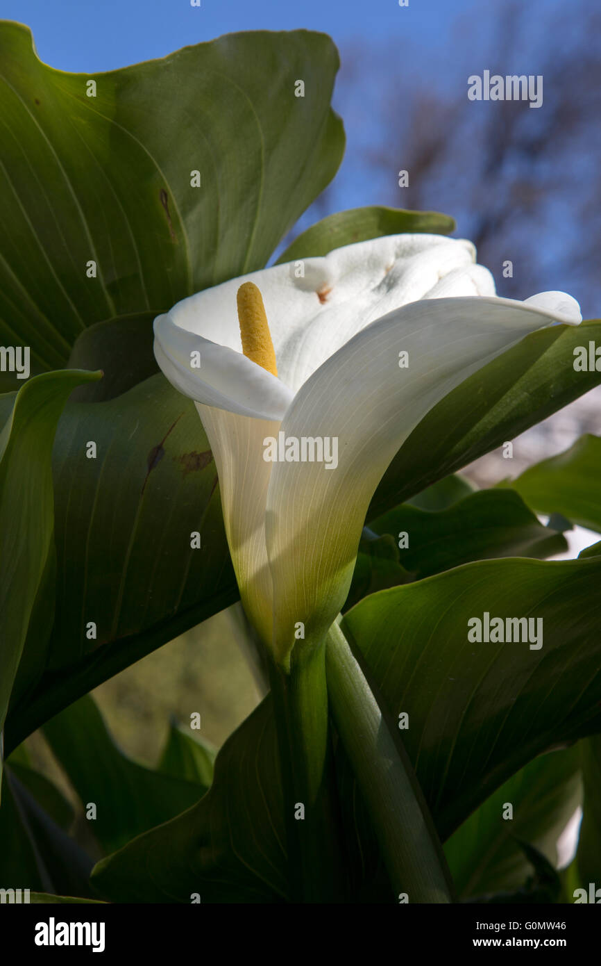 White Lily in Park, Avignon, France Stock Photo - Alamy