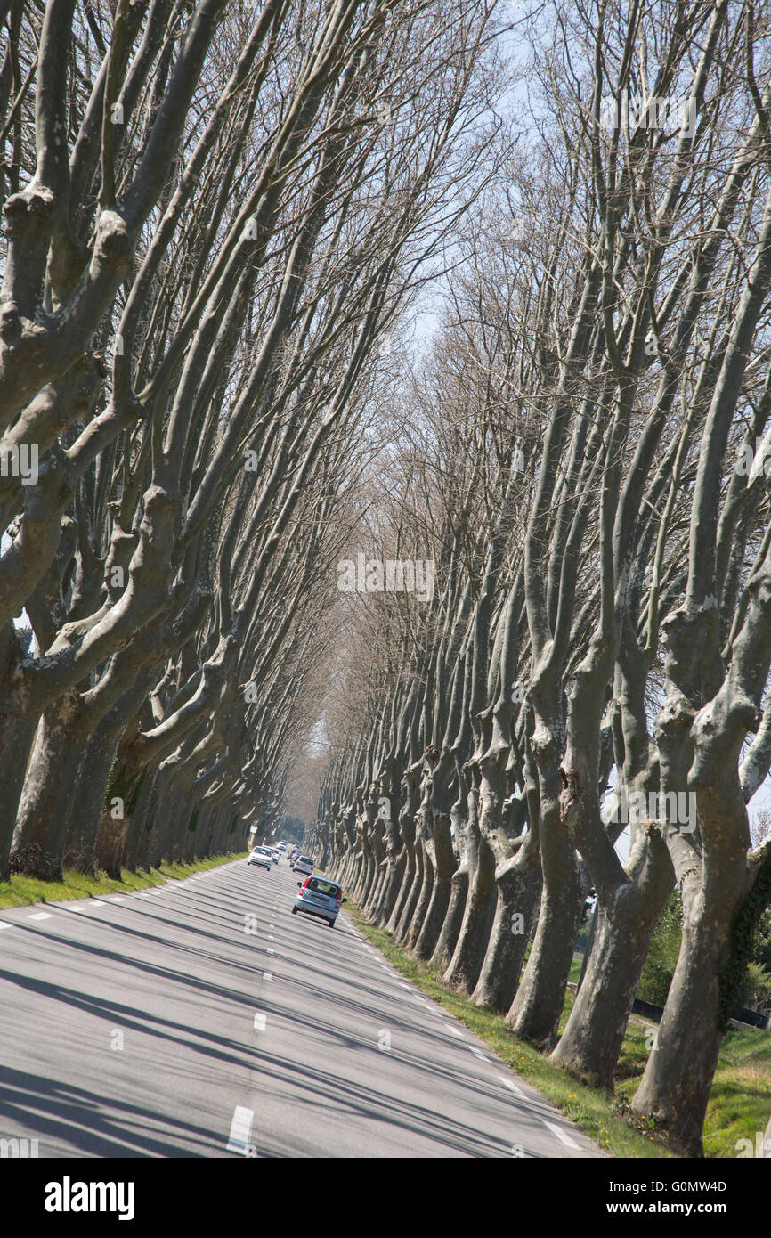 Slant tree hi-res stock photography and images - Alamy