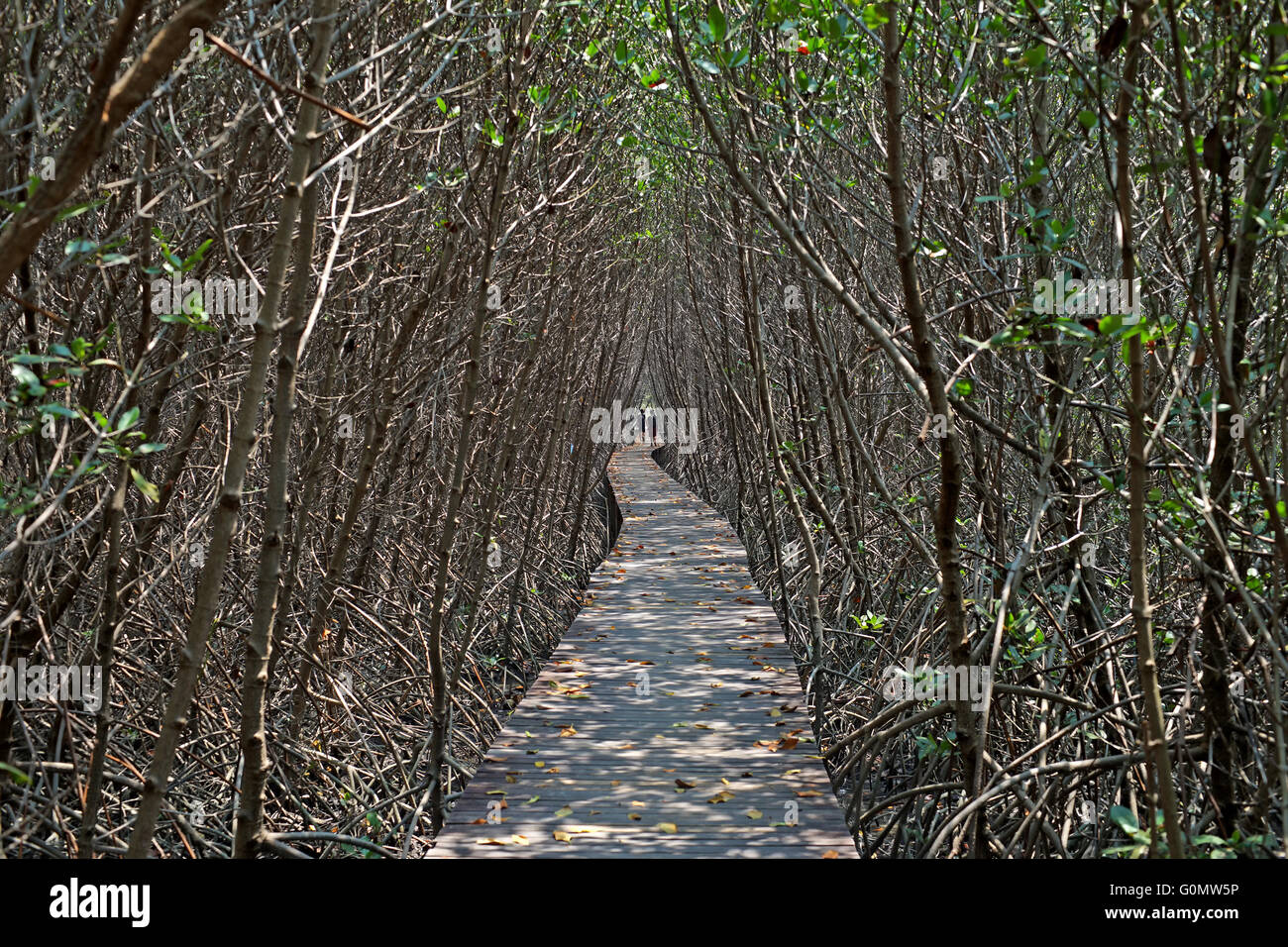 long wooden bridge walkway into mangrove forest Stock Photo - Alamy