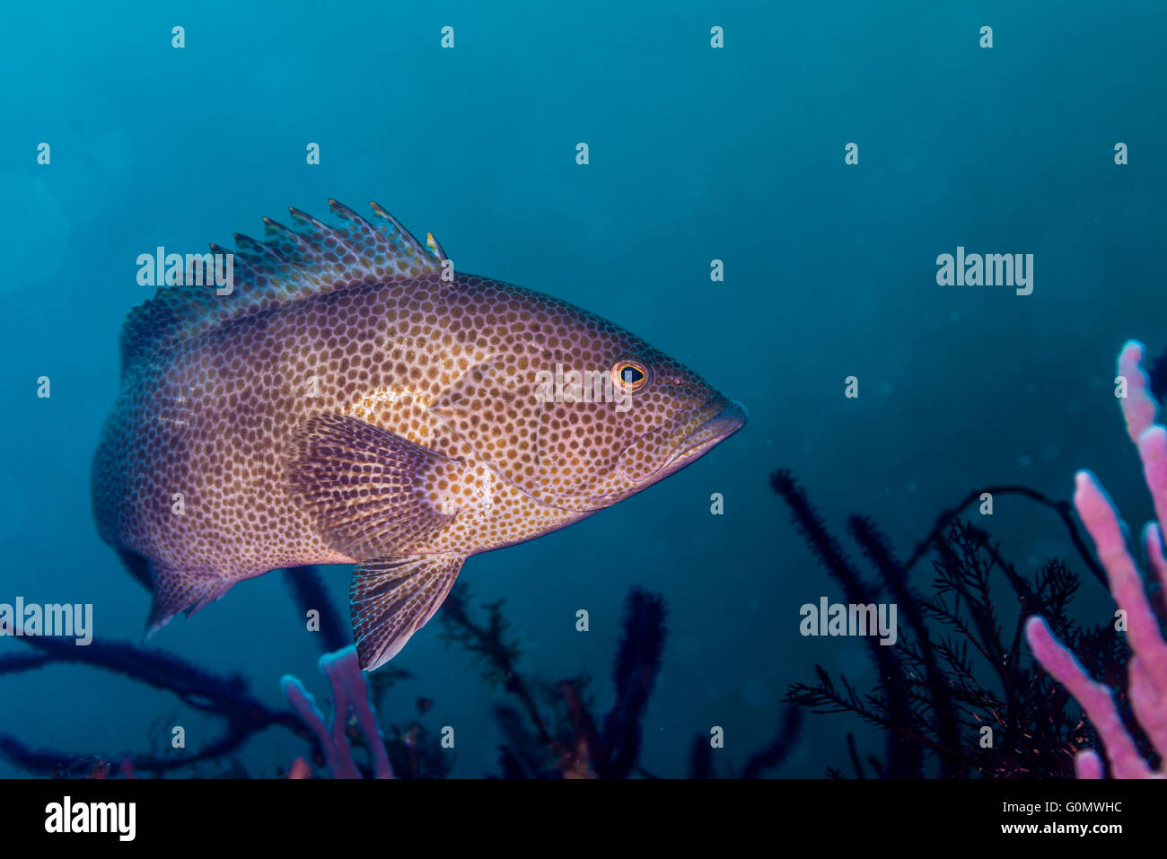 Brown spotted grouper. Scientific name: Epinephelus areolatus (Forsskål ...