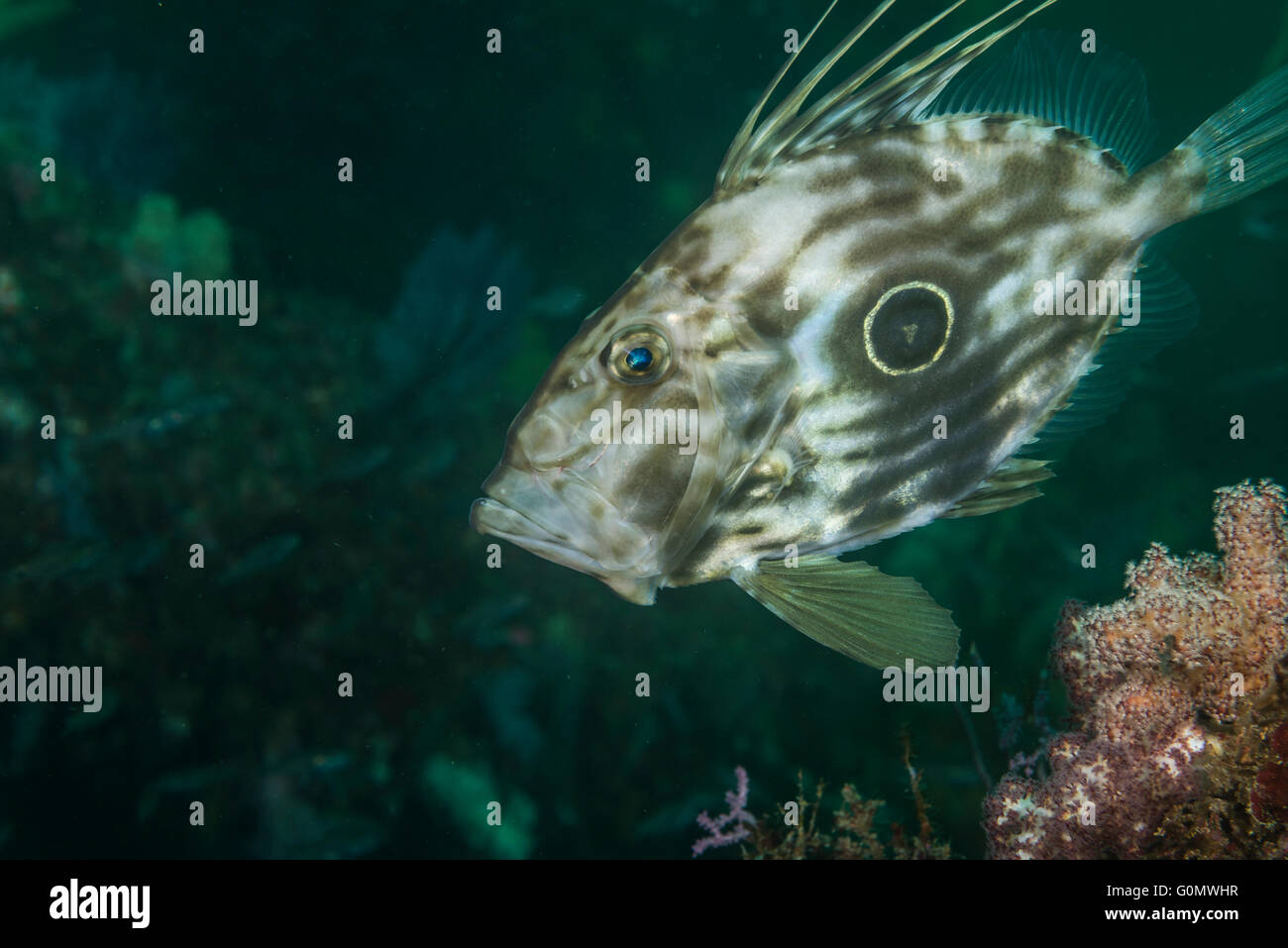 St peters fish hi-res stock photography and images - Alamy