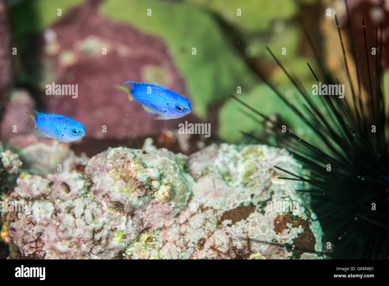 Pomacentrus coelestis japan hi-res stock photography and images - Alamy