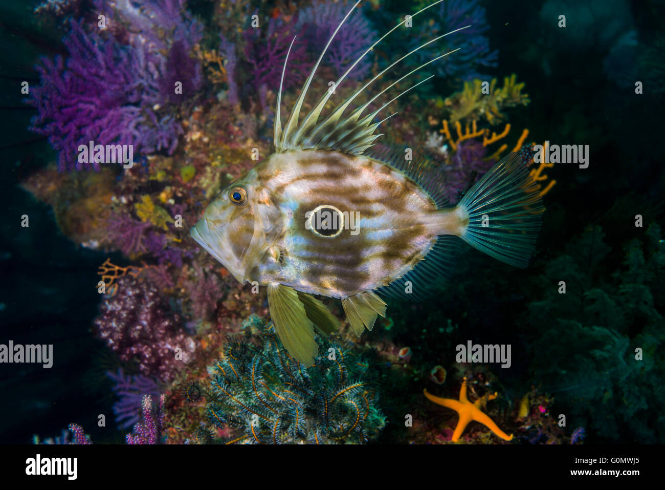 John Dory, also known as St Peter's fish. scientific name : Zeus faber ...