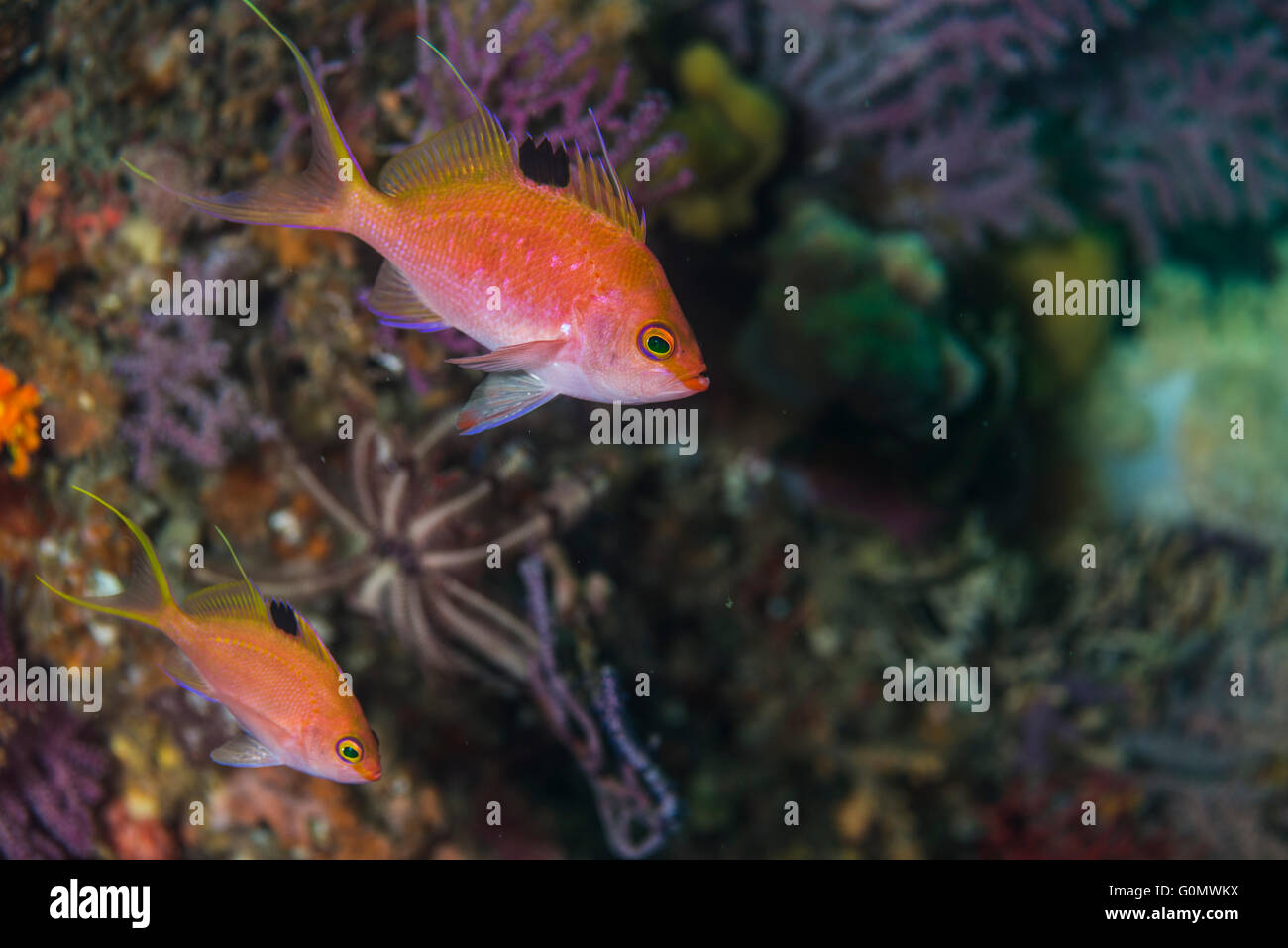 Cherry bass. Scientific name : Sacura margaritacea. swimming at ...