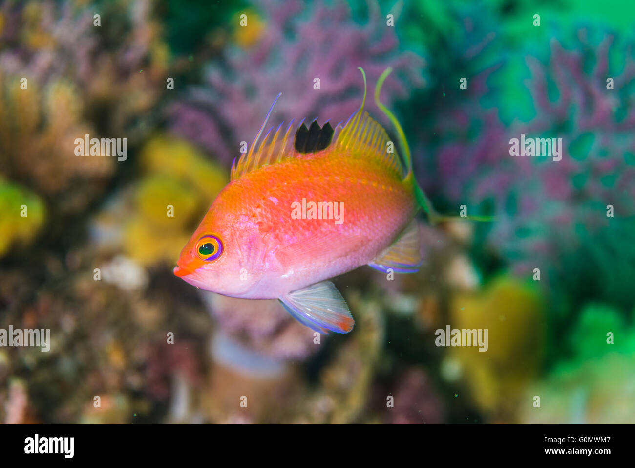 Cherry bass. Scientific name : Sacura margaritacea. swimming at ...